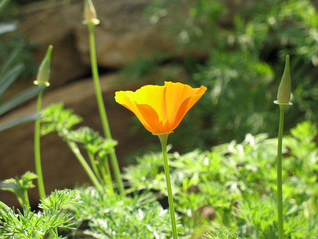 How to Use and Celebrate the Native Plants in Your Region