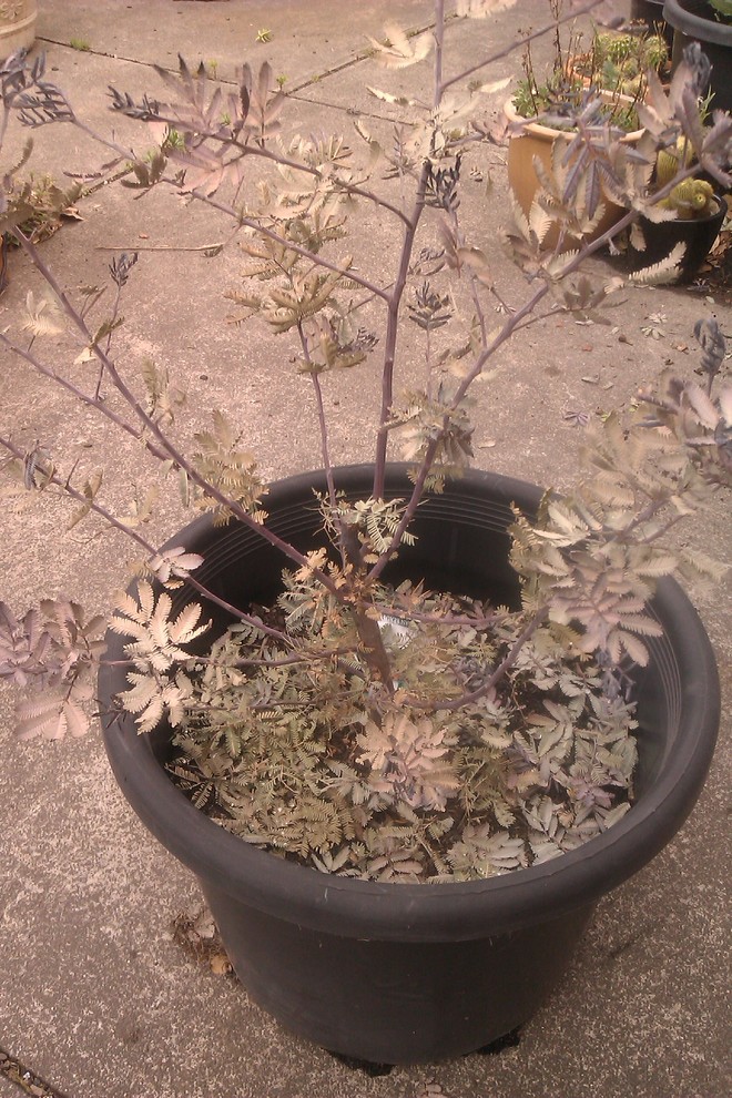 Acacia Baileyana (Wattle Tree) dry and losing it's leaves