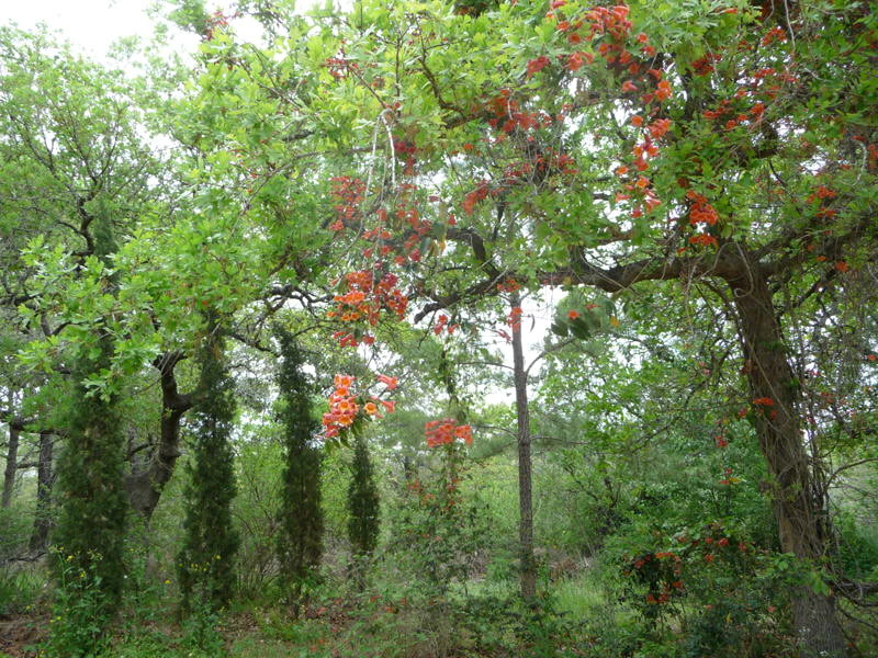 Crossvine blooming in oak tree ...