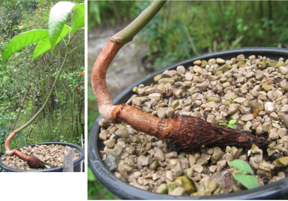 mango tree curved stem