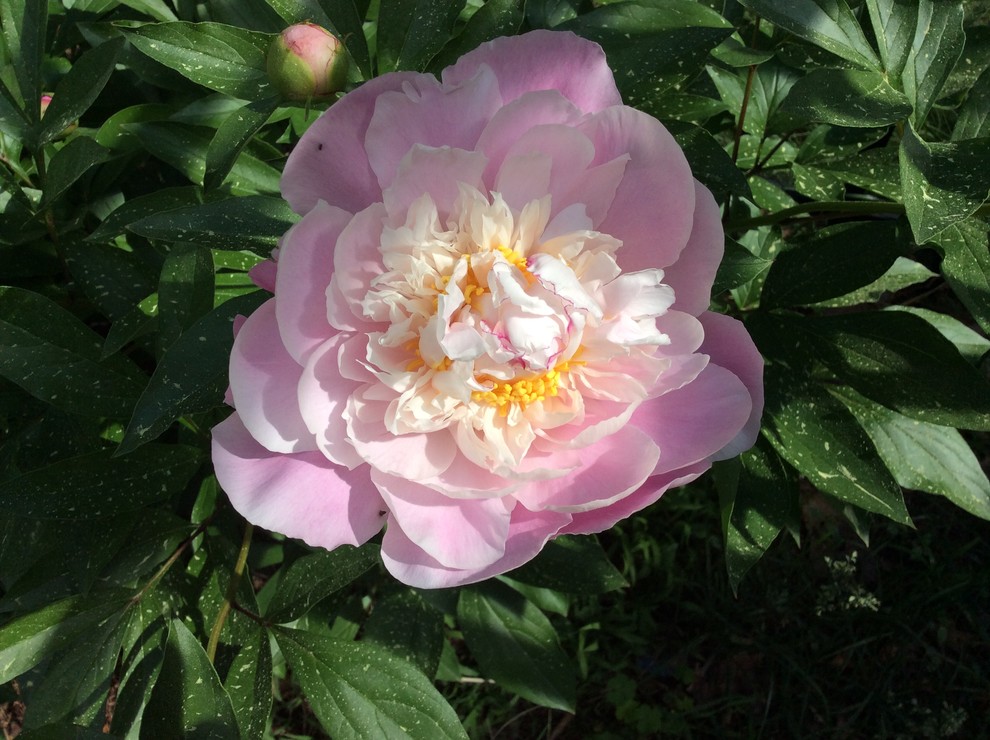 Peony ID please!