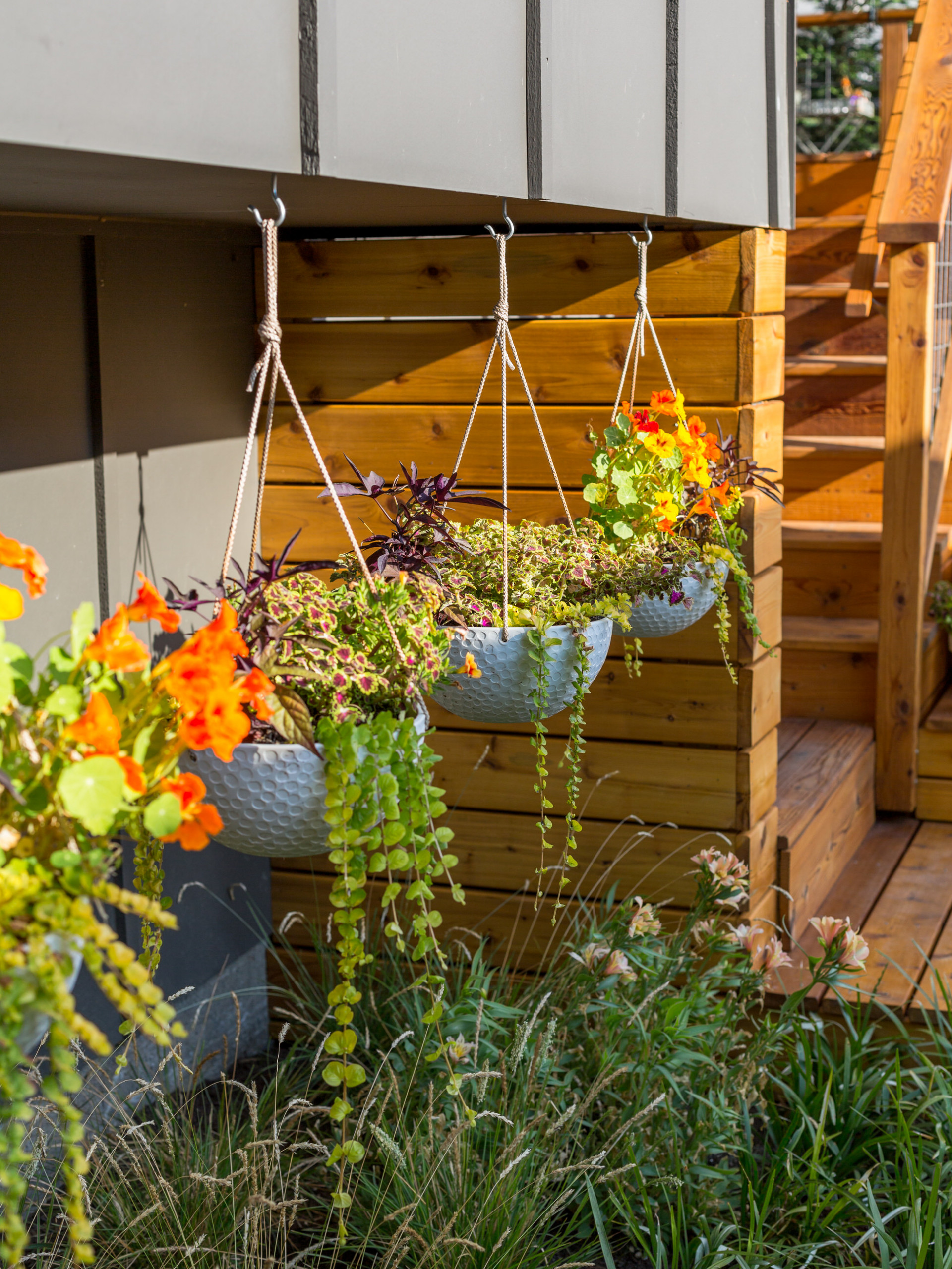 Best Container Plants For Hummingbirds