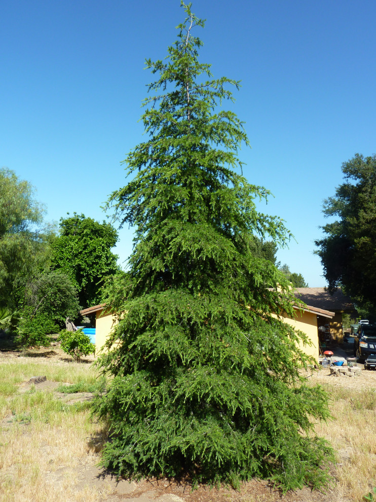 Cedrus brevifolia - excellent landscape tree | Houzz Forum