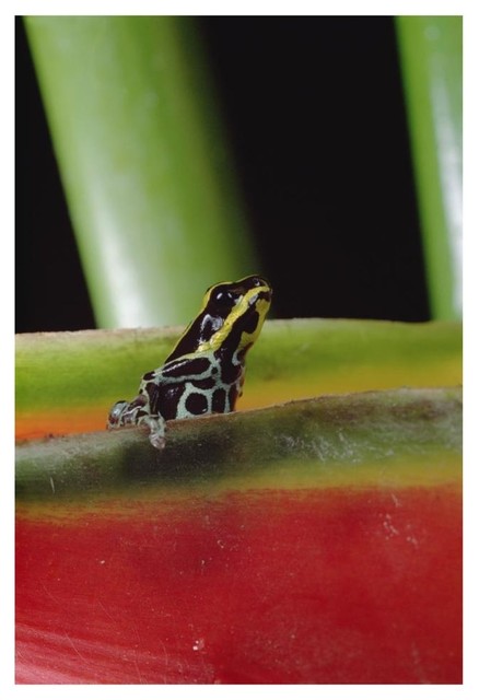 Rio Madeira Poison Frog Sitting In A Heliconia Leaf, Amazonia, Ecuador ...