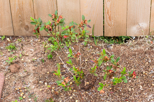 Encore Azalea Sparse Leaves...