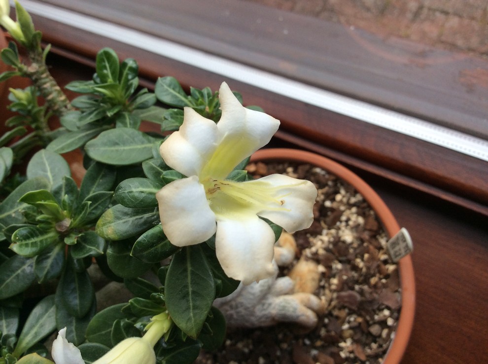 What causes split flowers & is there a remedy? | Houzz Forum