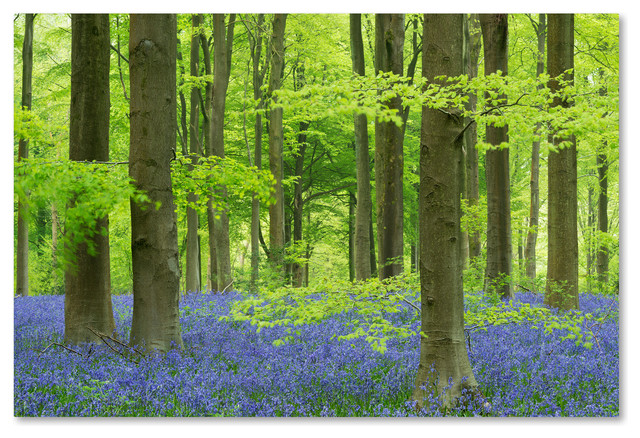 Adam Burton 'Woodland Realms' Canvas Art, 19"x12" - Contemporary ...