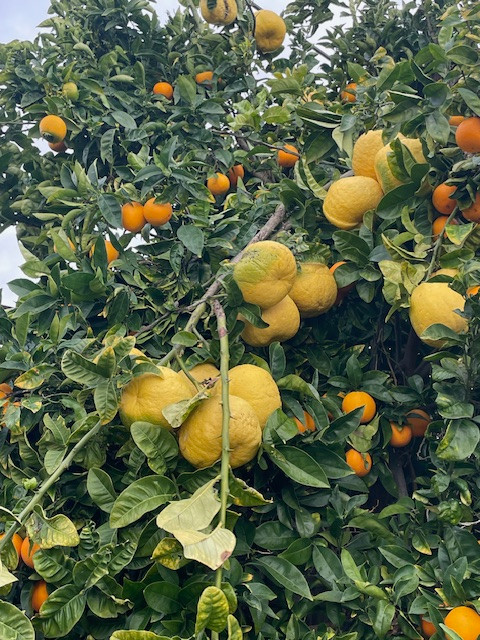 Large yellow fruit growing on orange tree? | Houzz Forum