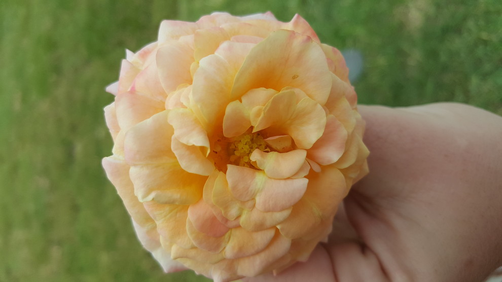 First flower garden :)