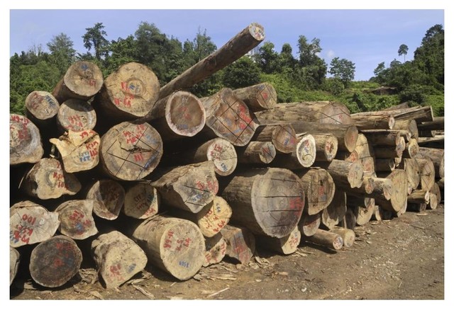 "Timber, Danum Valley Conservation Area, Borneo, Malaysia" Paper Art ...