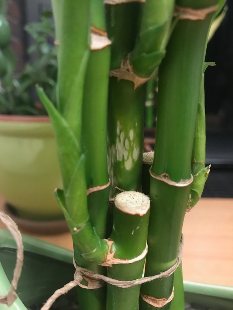 Brown and white spots on lucky bamboo | Houzz Forum