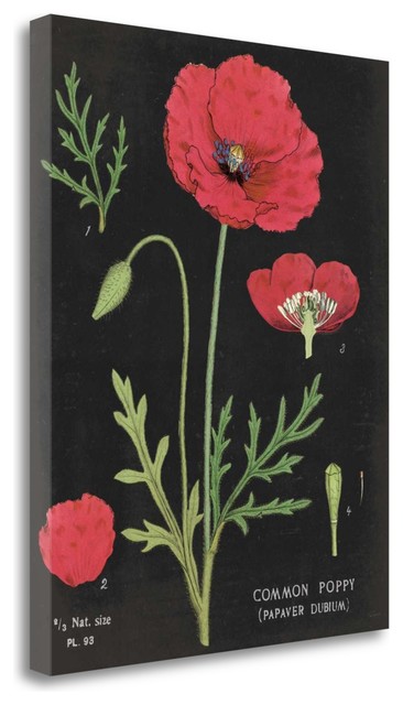"Poppy Chart" By Sue Schlabach,Ready to Hang Giclee Print on Gallery ...