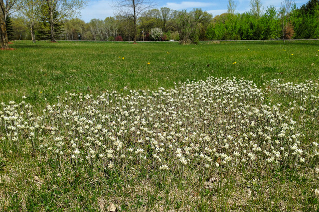 Great Design Plant: Antennaria Neglecta