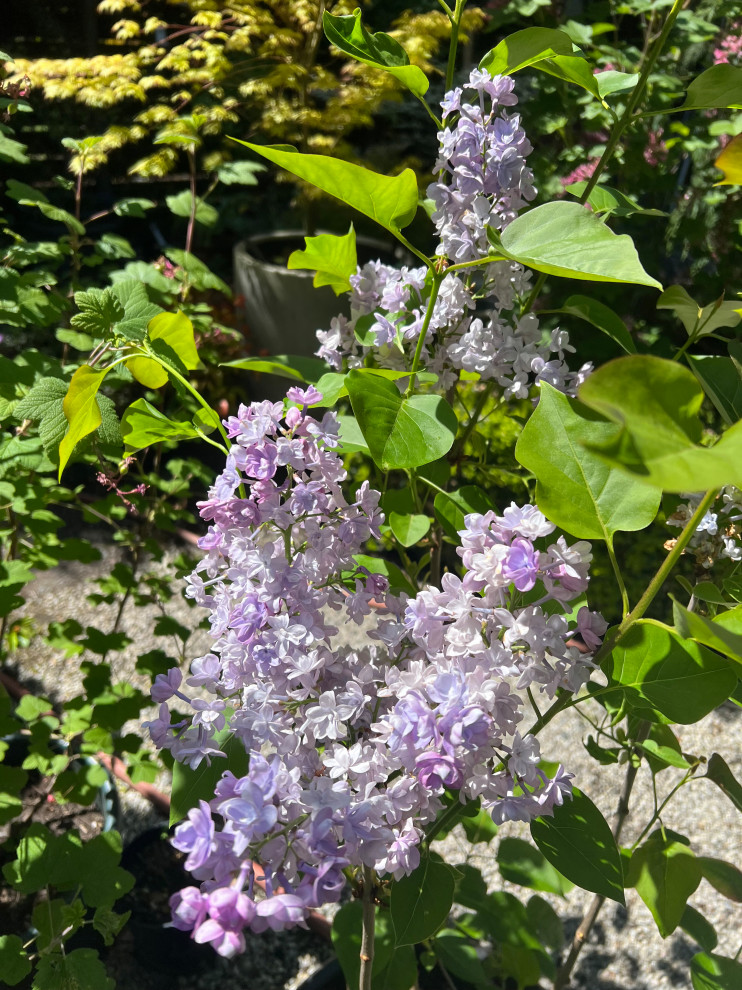 Syringa scentera double blue fragrance is mild