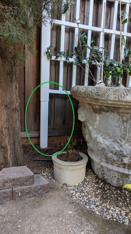 Best Hellebores for Zone 9b Shade? | Houzz Forum