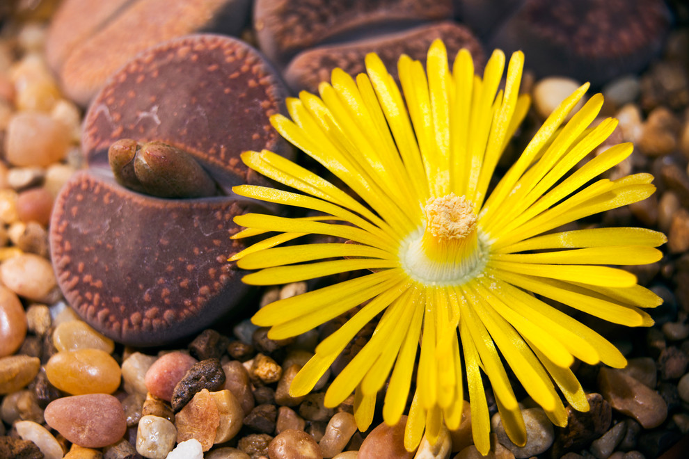 Fall Flowering Mesembs