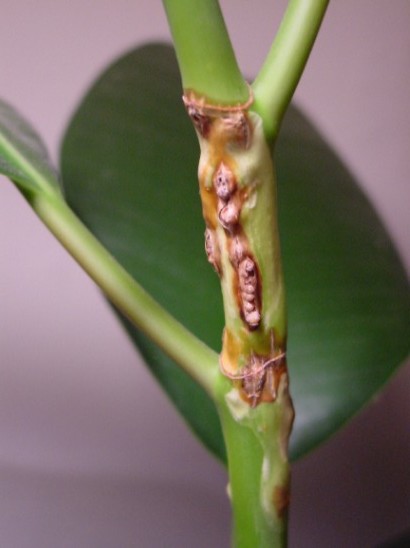 Rubber Tree Plant Problems