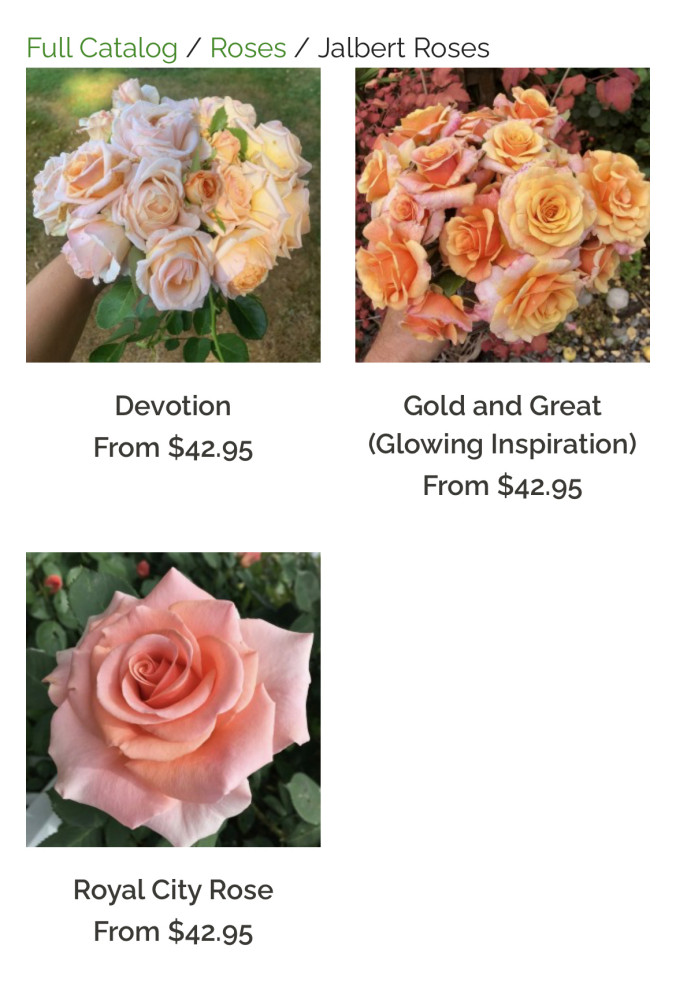Jalbert roses at Chamblees | Houzz Forum