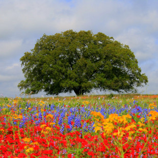 605 DESIGNS - Project Photos & Reviews - Apex, NC US | Houzz