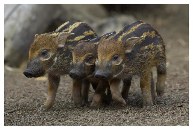 "Red River Hog piglet trio, native to Africa" Print by San Diego Zoo ...