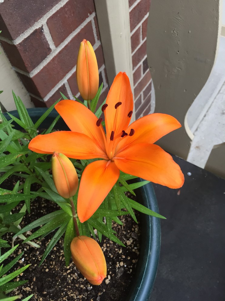 Lilies with multiple colors?