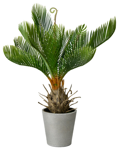 Serene Spaces Living Faux Cycad Tree in Gray Cement Pot, 17" Tall ...