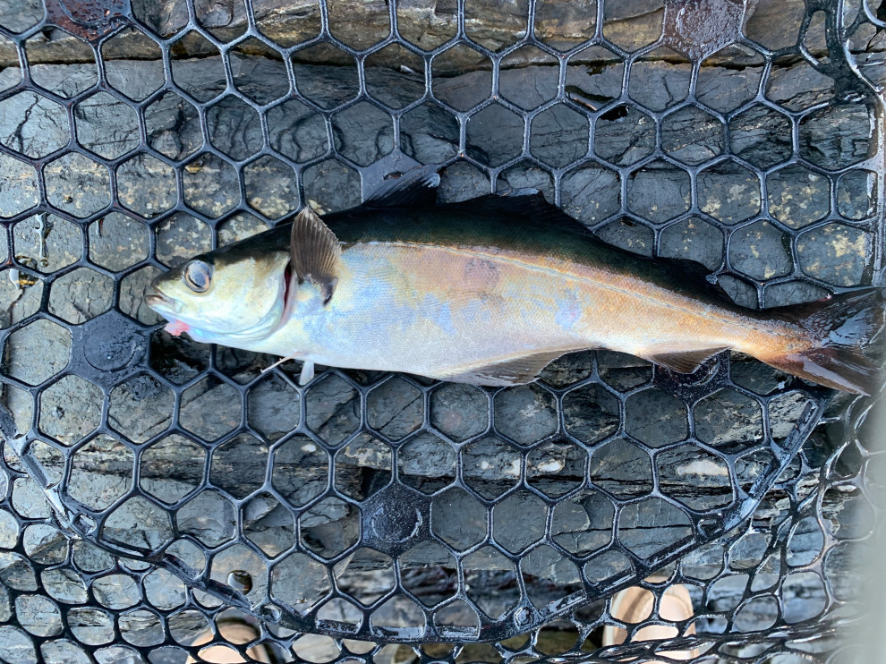 Name that fish | Houzz Forum