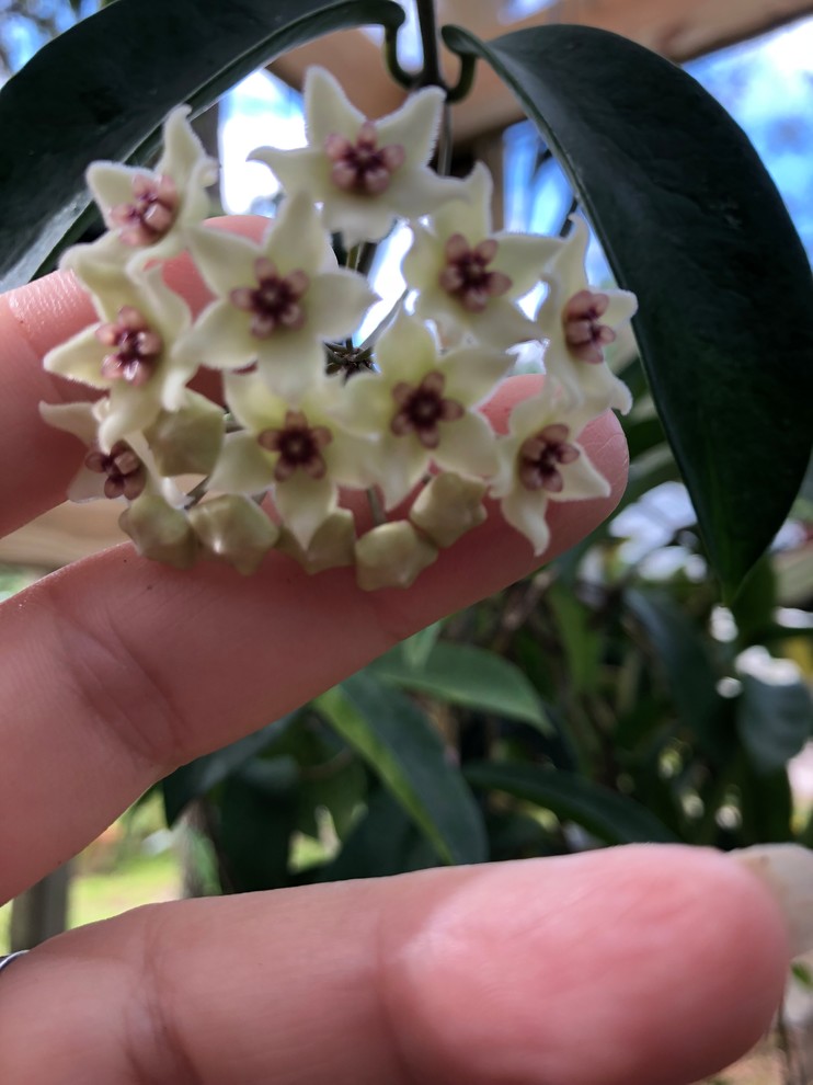 Hoya graveolens ‘new name oblongacutifolia’