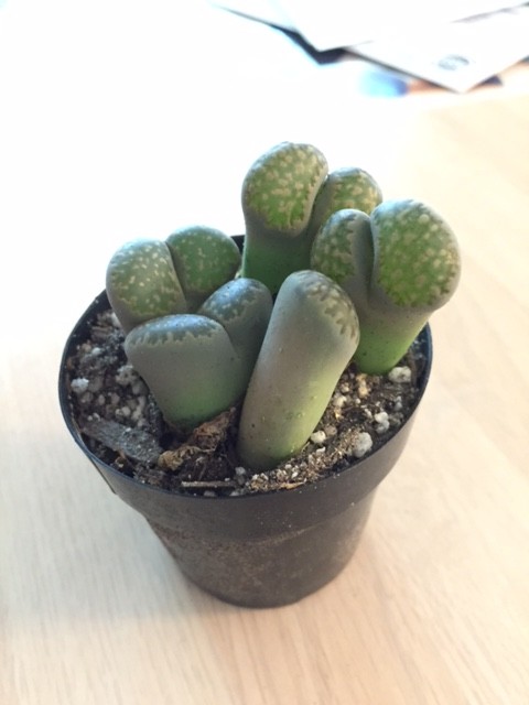 Should I bury these new tall Lithops?