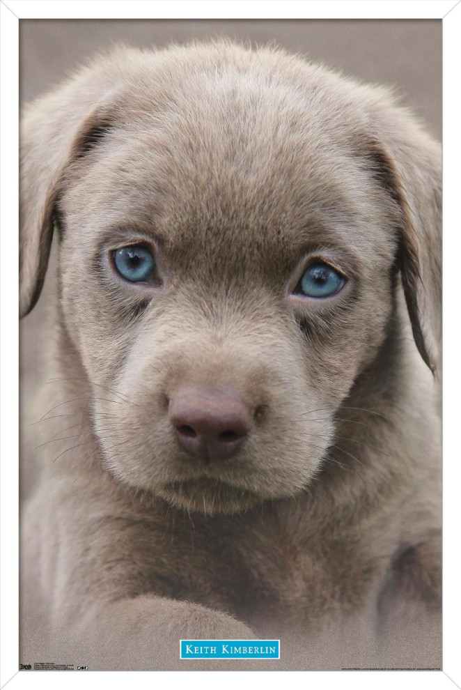 Keith Kimberlin - Puppy - Blue Eyes, 22.375" x 34" - Contemporary ...