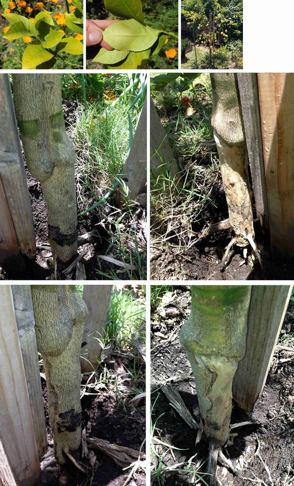 Citrus foot rot disease