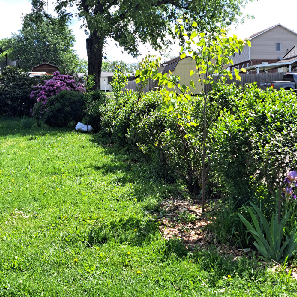 Stake new 7' Redbud Trees Leaning Towards Sun & also Wind?