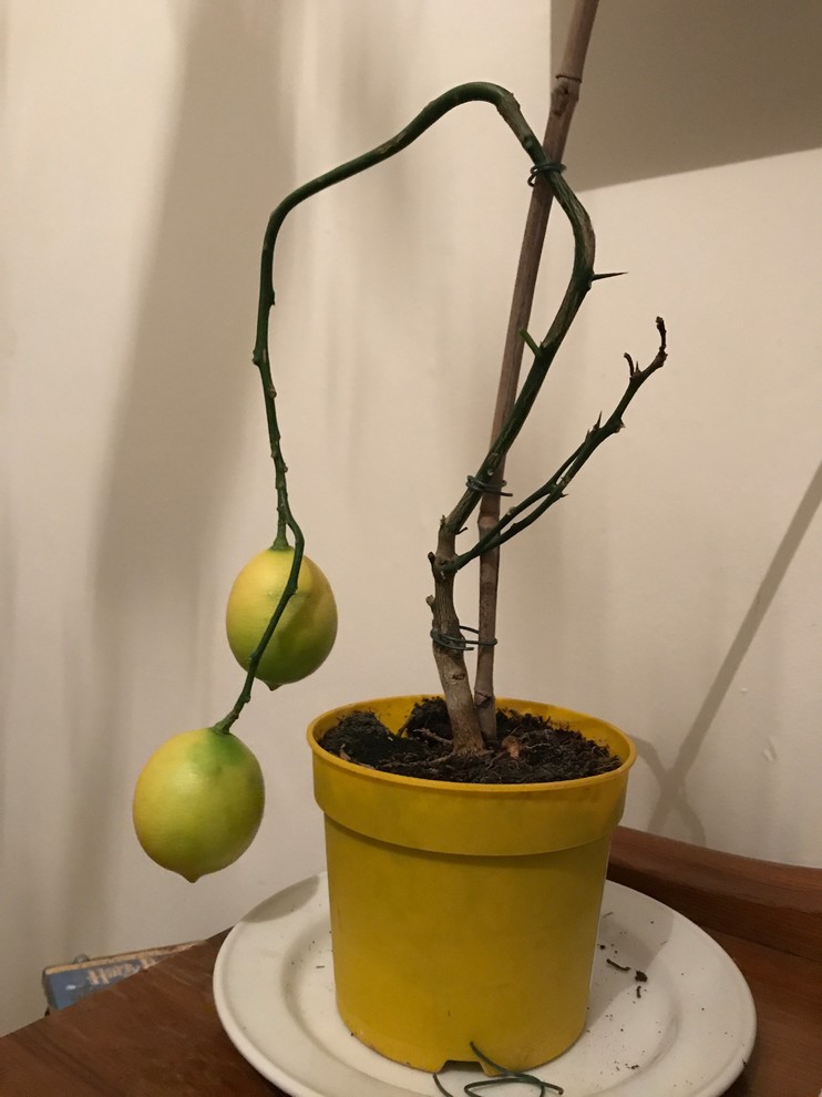 Leafless wonky sad lemon tree