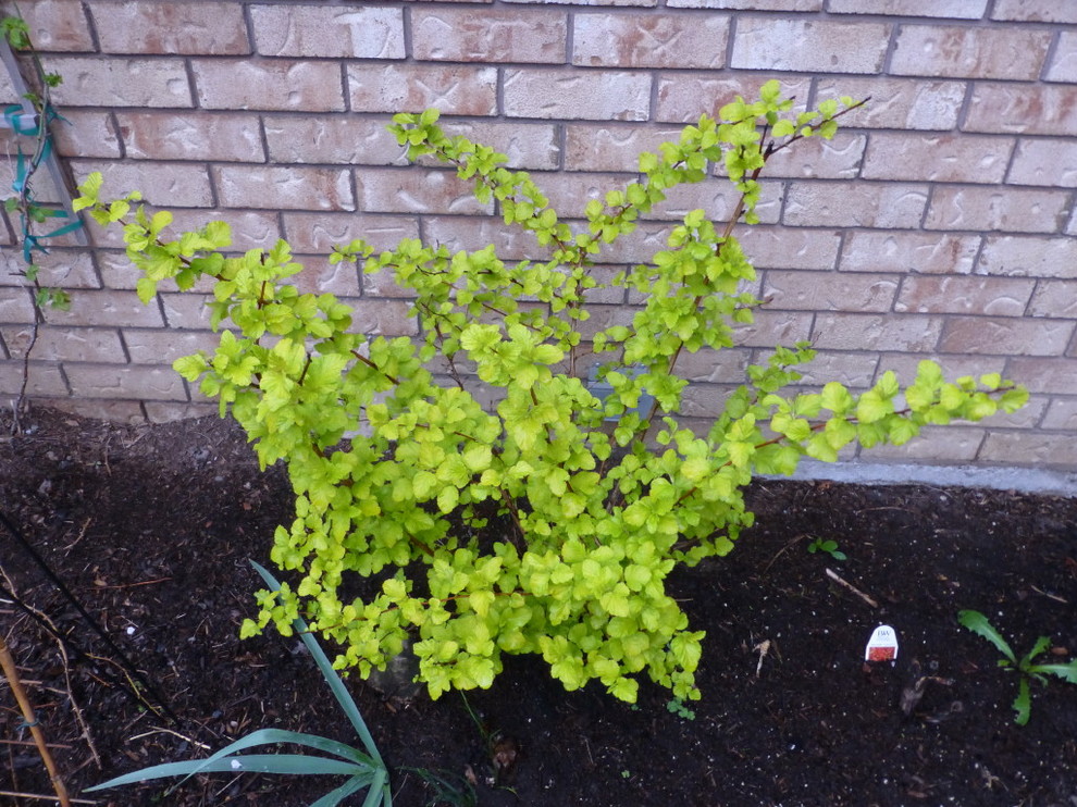 "Lemon Candy" Ninebark is really lemony ;)