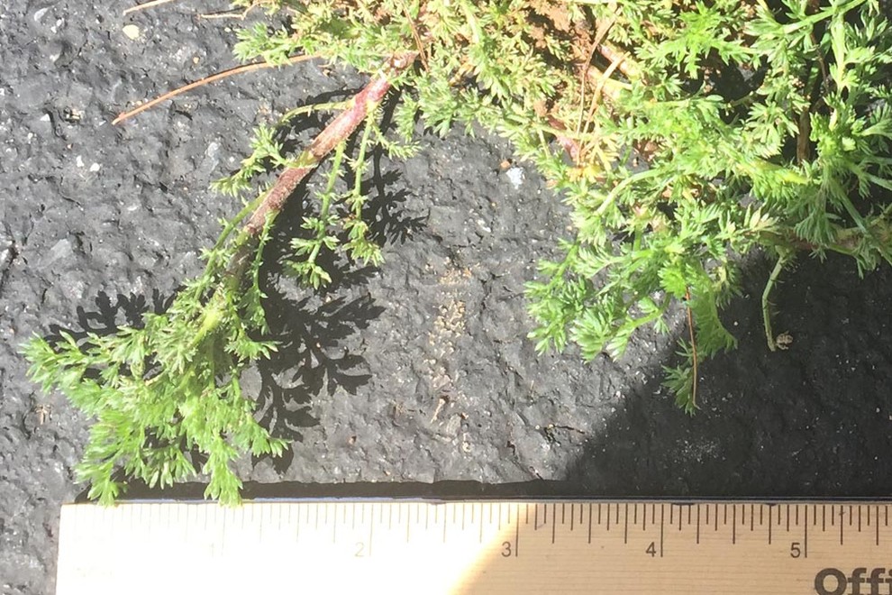 What is this strange lawn weed