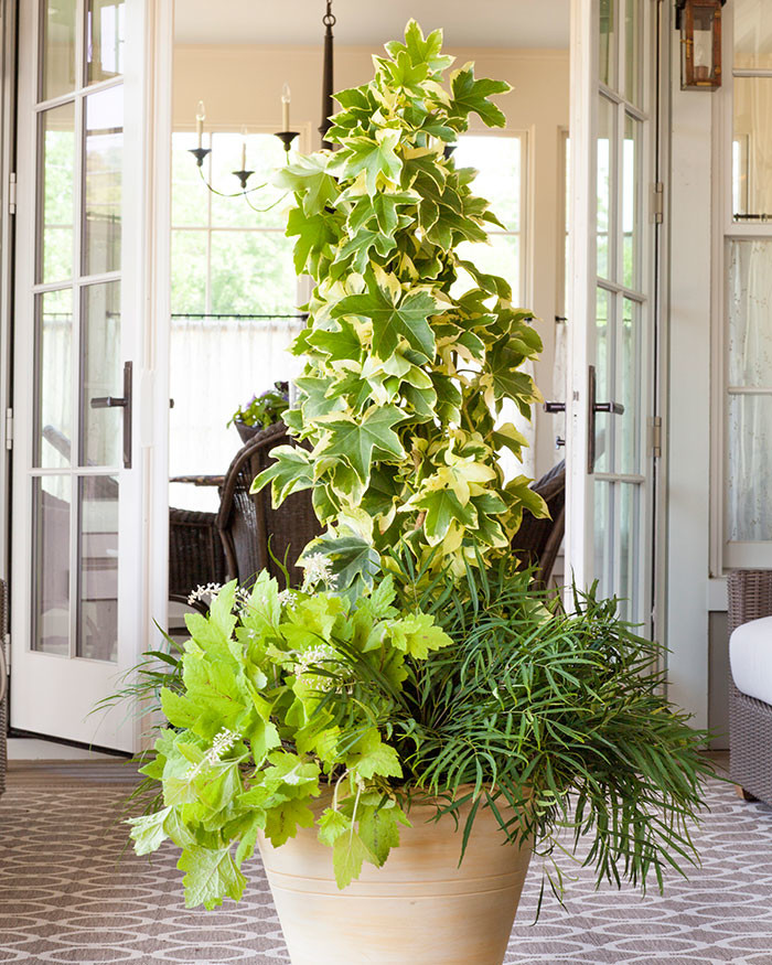 ‘Angyo Star’ Fatshedera X Fatshedera lizei 'Angyo-Star' - Miami - by ...