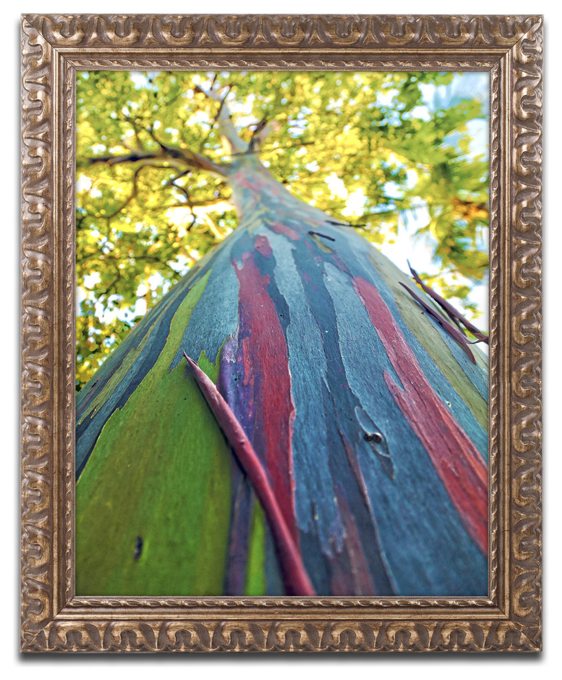 CATeyes 'Rainbow Eucalyptus Tree' Ornate Framed Art, 14x11 ...