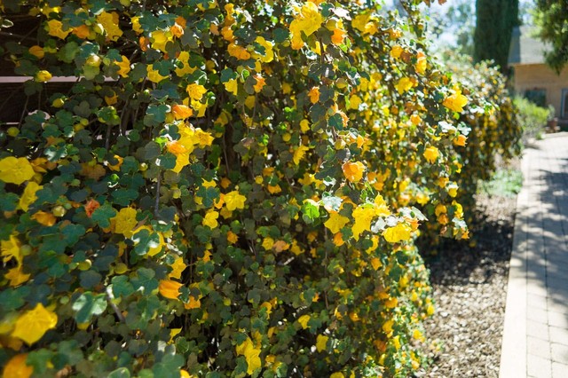 Tidy Up Sprawling Native Shrubs With These Pruning Tips