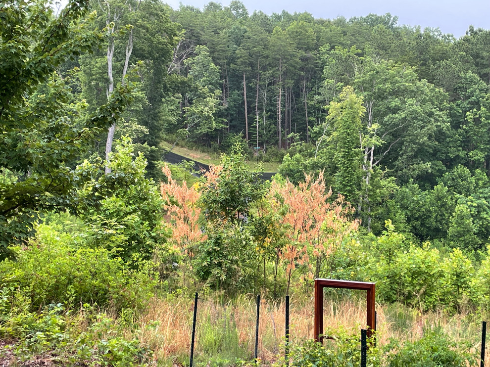 Black Locust trees keep dying.