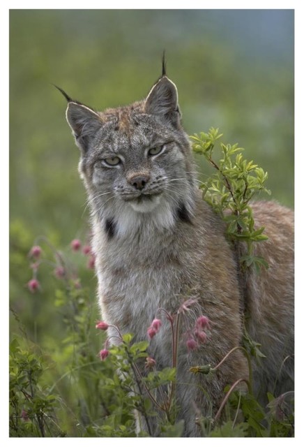 "Canada Lynx portrait, North America" Paper Print by Tim Fitzharris, 14 ...