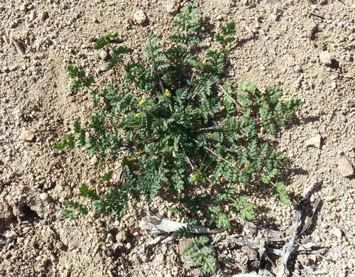 Weed Identification Kern River Valley, CA