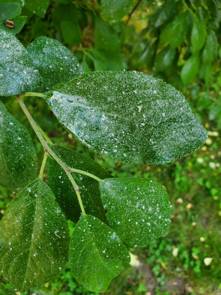 Damson plum tree - leaves coated with white sticky stuff
