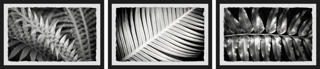"Leaf Types" Triptych, 54"x12" - Tropical - Prints And Posters - by ...
