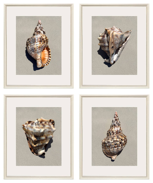 Tiger Shell Artwork, 4-Piece Set - Beach Style - Prints And Posters ...