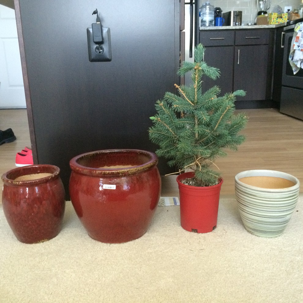 blue spruce in container | Houzz Forum