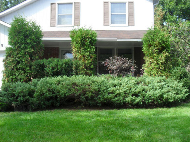 Recommend to Fill Gap Behind Bushes