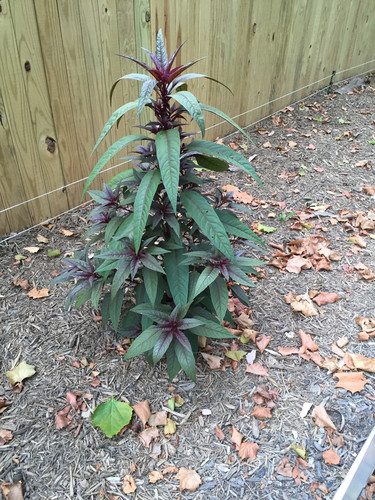 Red/green leaves, square stem, purple flower