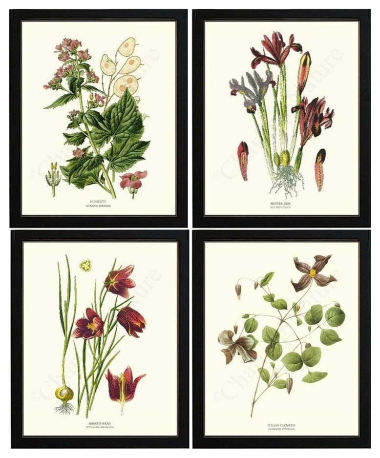Garden Flower Botanical Print Set, Framed Antique Vintage Illustrations ...