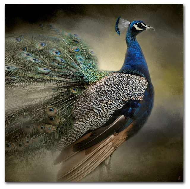 Jai Johnson 'Peacock 5' Canvas Art, 14"x14" - Contemporary - Prints And ...