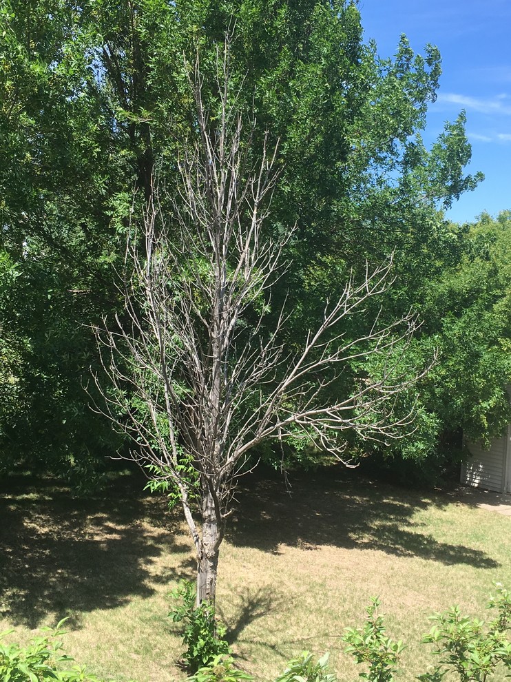 Weak trees in my backyard